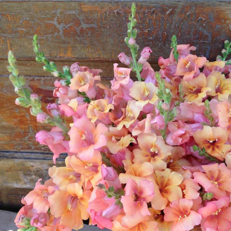 Flower Calendar: Popular Blooms for Each Season - Love Inc. Mag