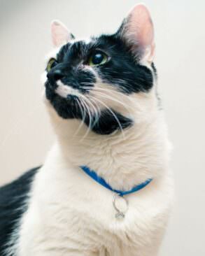 7 Ways to Involve Your Kids and Pets in a Marriage Proposal - Love Inc. Mag