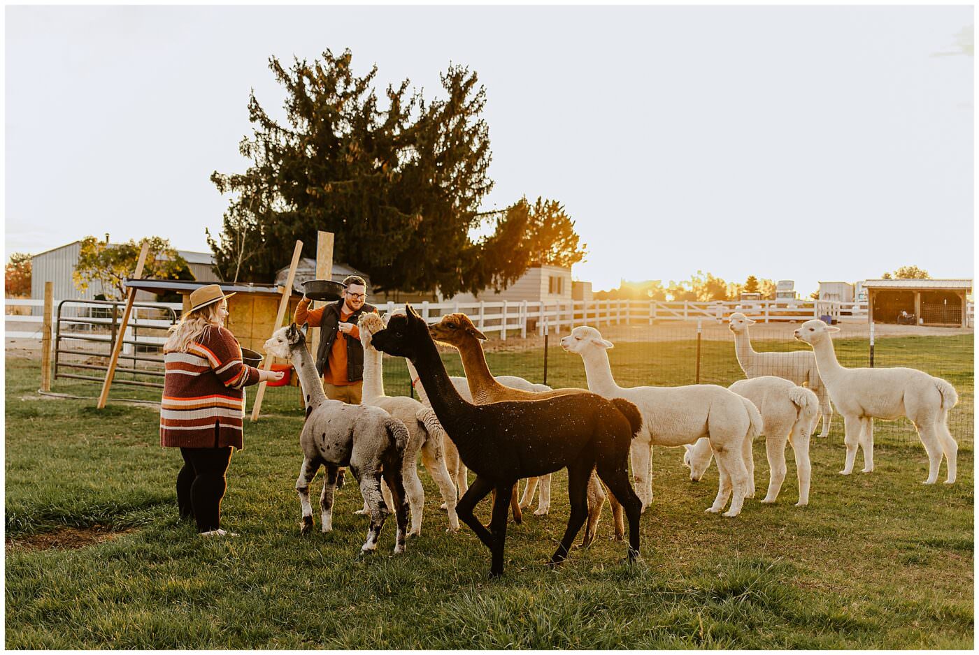 Adorable Expecting Shoot on an Alpaca Farm - Love Inc. Mag